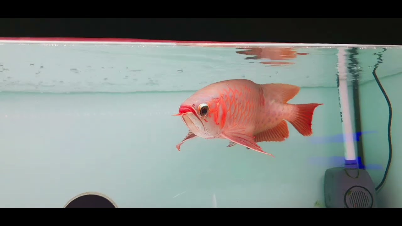 Super Red Sepauk Special Dayung Panjang 48cm - YouTube