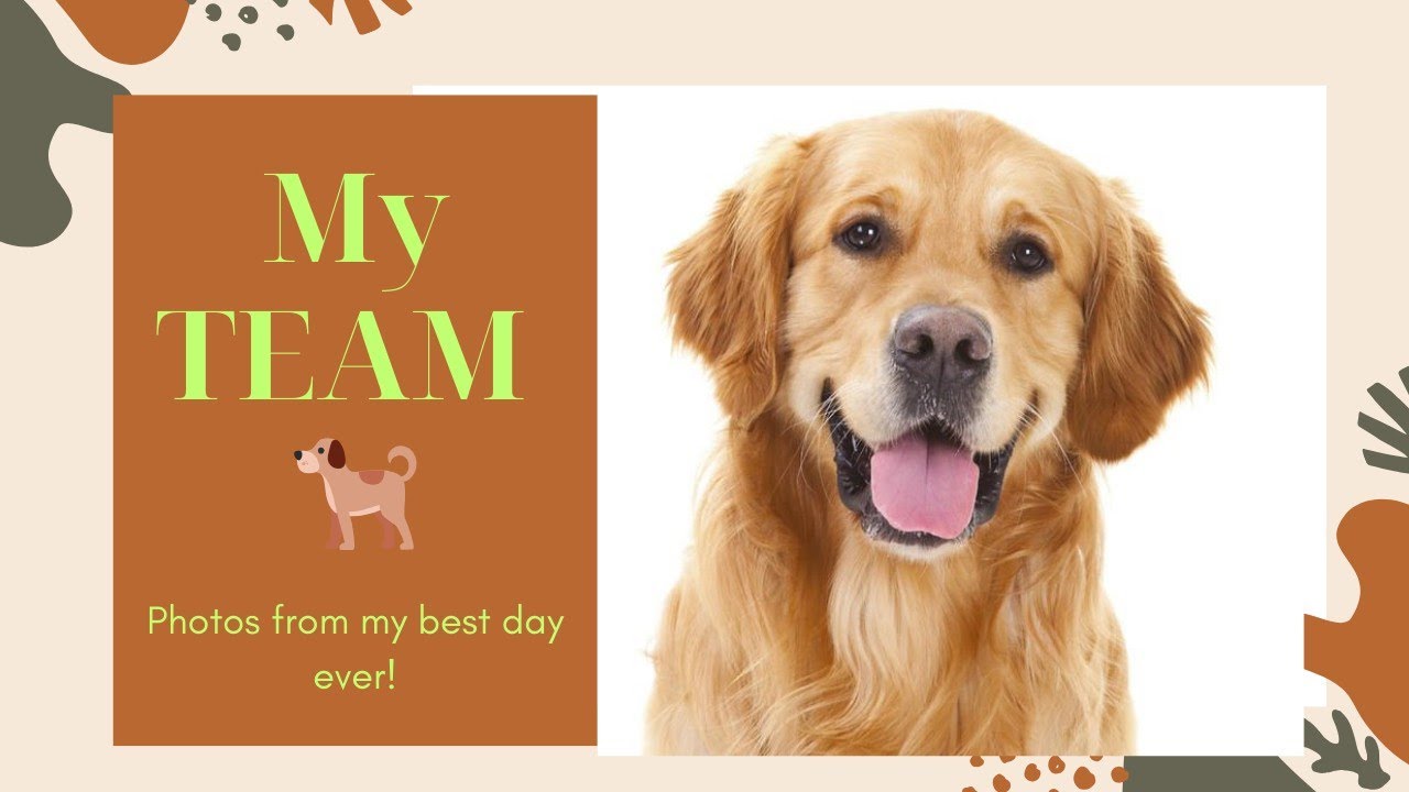 This are awesome senior dog response my team #doglover - YouTube