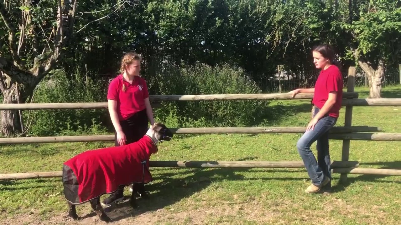 Chilliwack 4 H Lamb Club - Sheep Education - YouTube