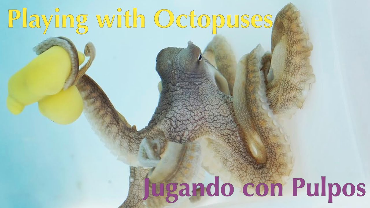 Playing with Octopuses/ Jugando con Pulpos - YouTube
