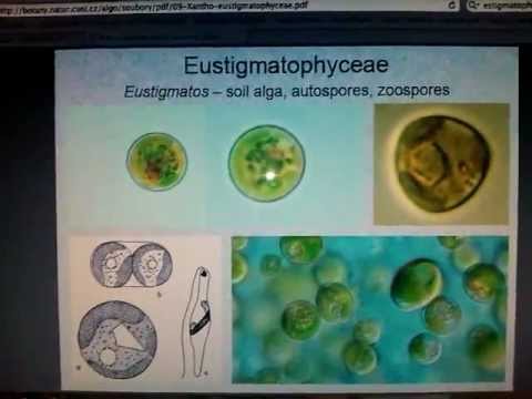 Ciclo Eustigmatophyta. - YouTube