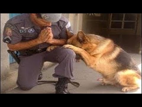 Dogs Praying Before Eating Meal and Sleeping Funny Dog Videos - YouTube