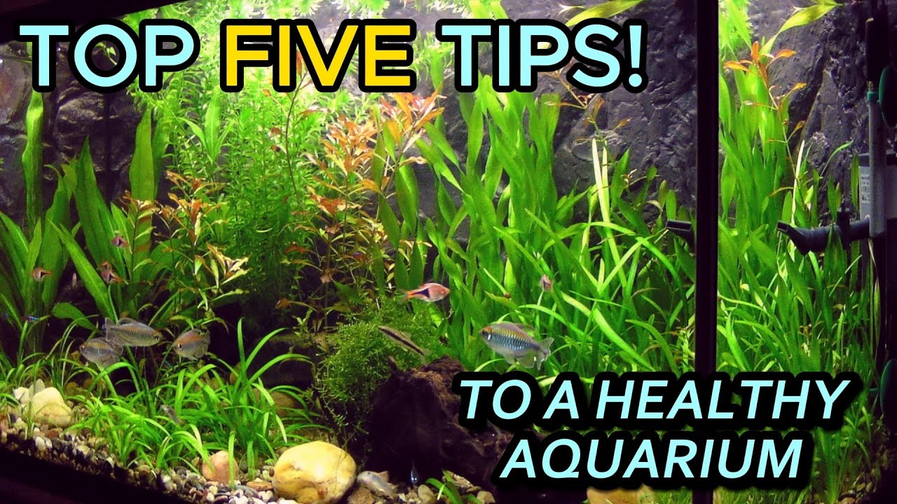 Transform Your Aquarium with These Expert Tips! - YouTube