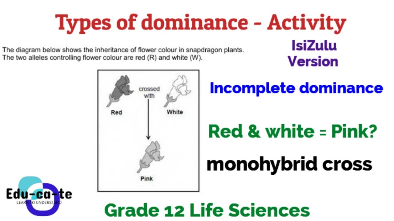 Types of dominance - grade 12 life sciences (ngesizulu) - YouTube