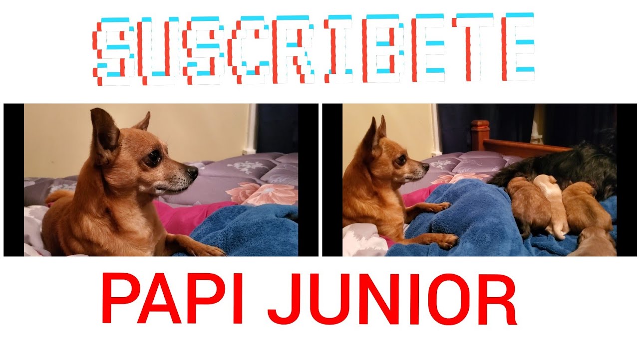 Papí Júnior Chihuahua !! - YouTube