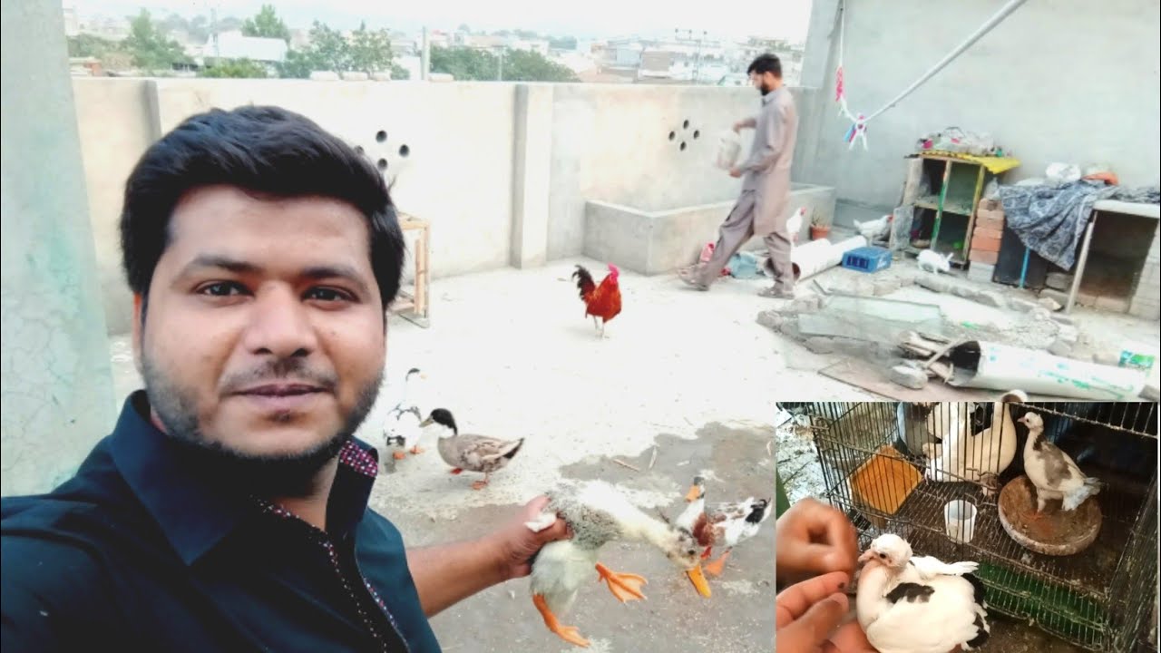kabooter ki breeding progress bhot achi I h...or hum rabbits k Lia gar ...