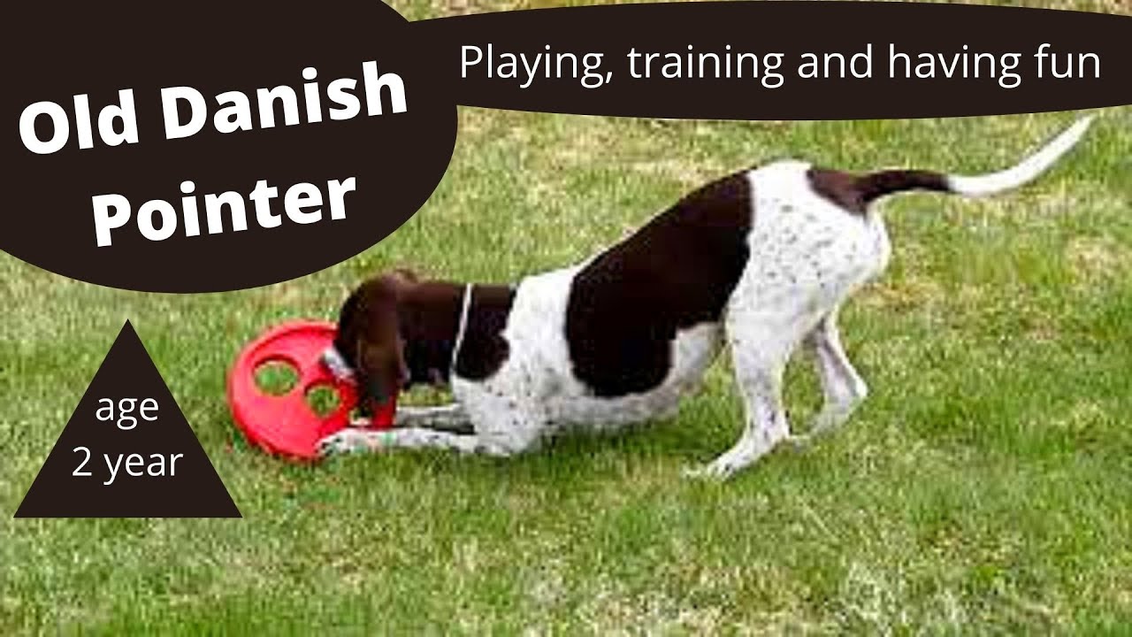 Old Danish Pointer, playing, training and having fun. - YouTube