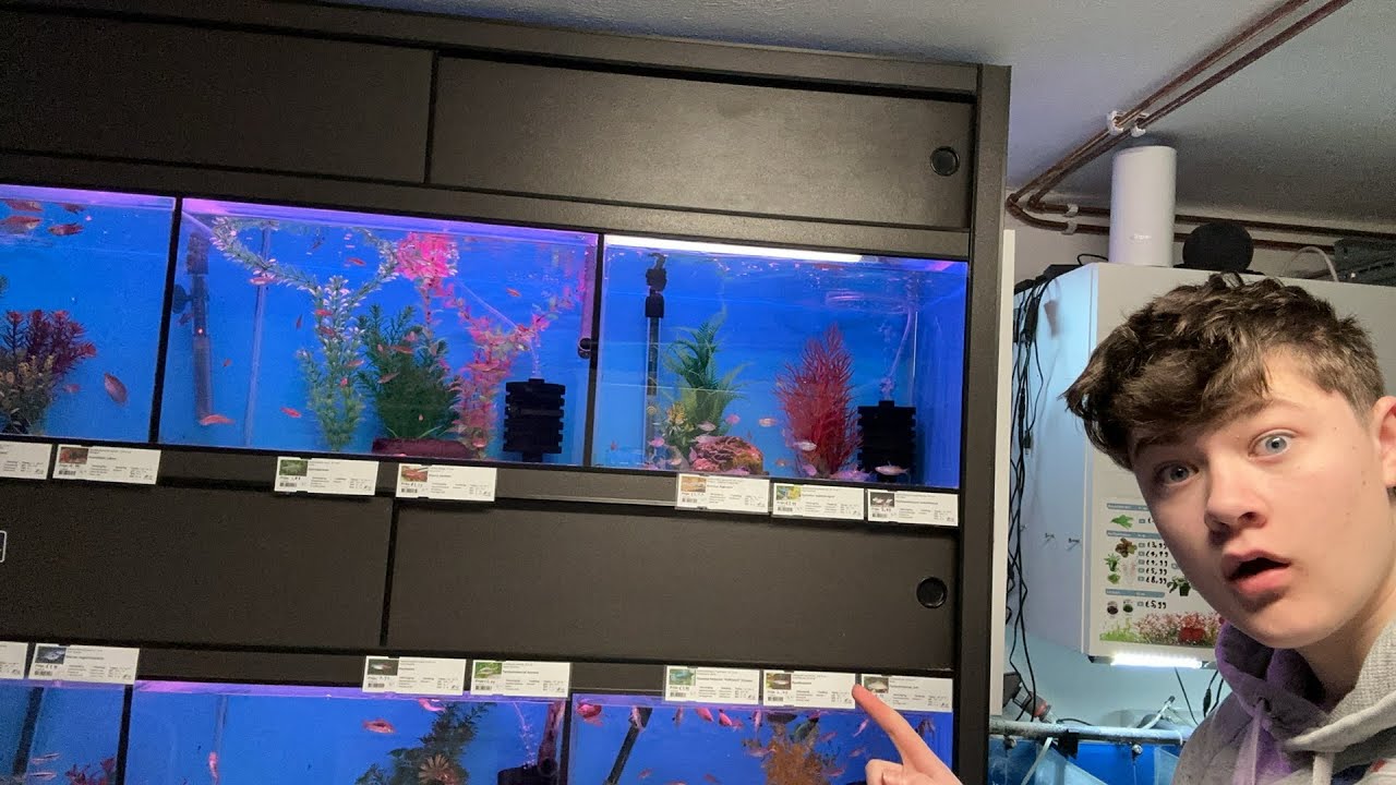 🔴 Live JT Keeping Fish // Preparing for a big fish shipment!! 🔴 - YouTube