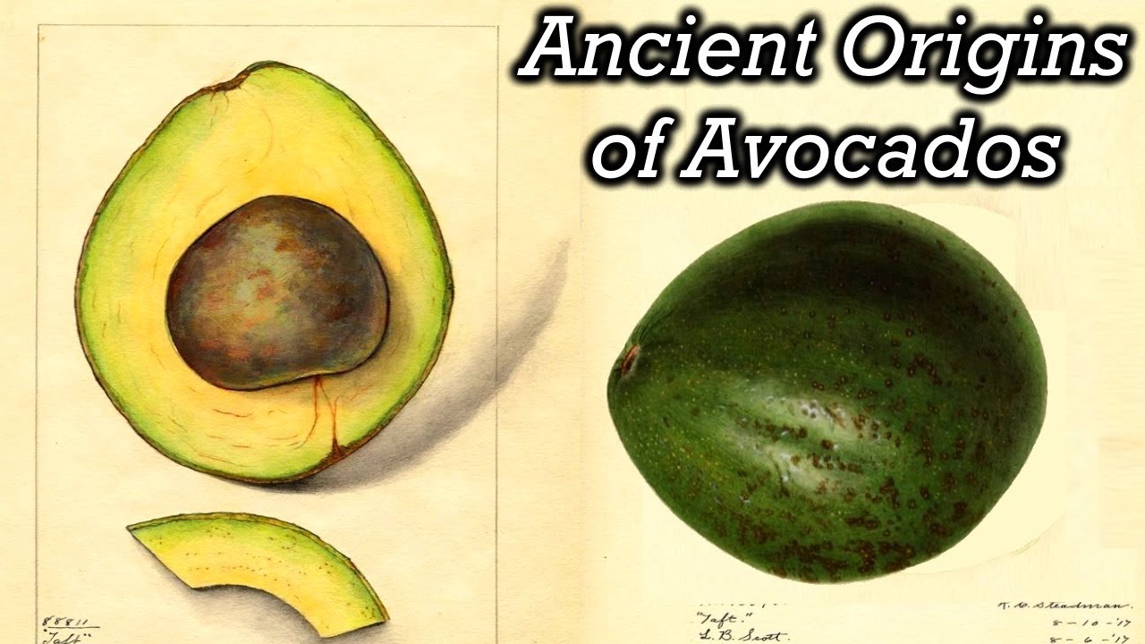 The Cultural Significance of Avocado in Traditional Festivals - The ...