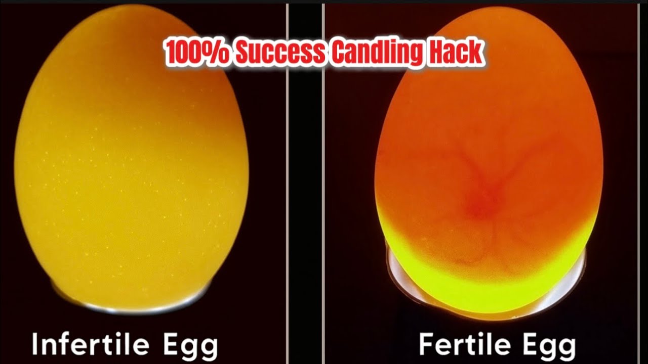 How To Candling Chicken Eggs - Chicken Eggs Candling Day 1 - 21 - YouTube