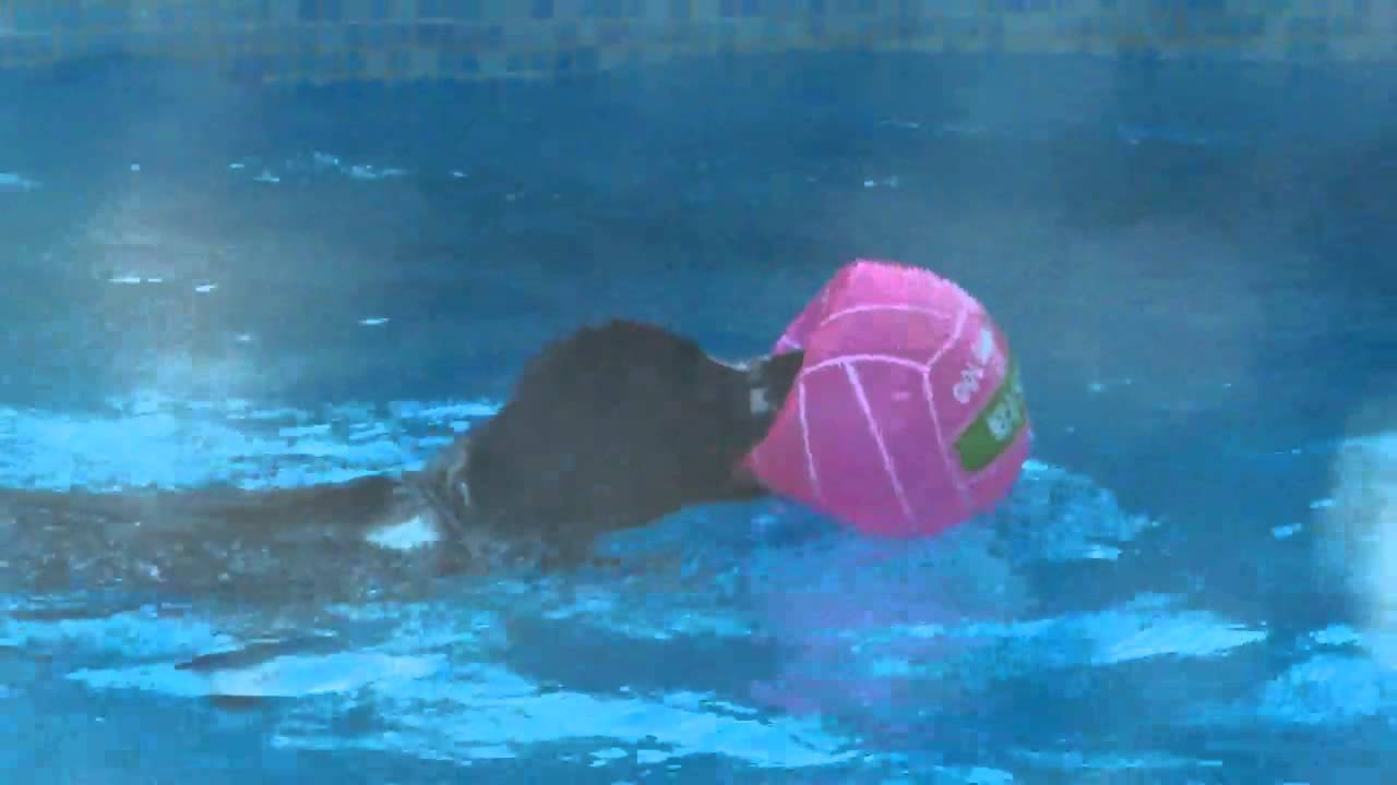 English Springer Spaniel in the swimming pool - YouTube