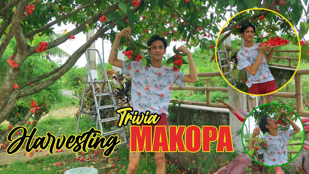 HARVESTING MAKOPA FRUIT - Health Benefits / Trivia - YouTube