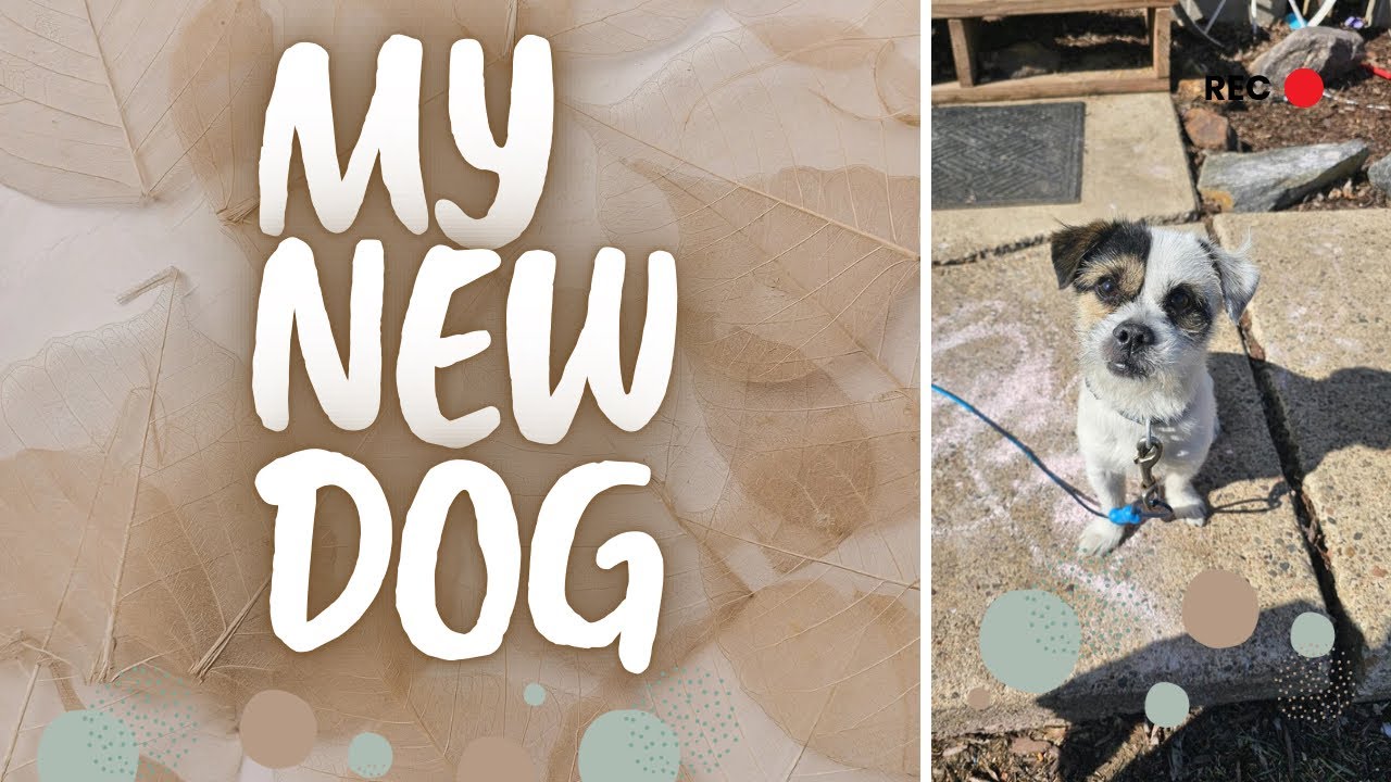 My new dog - YouTube