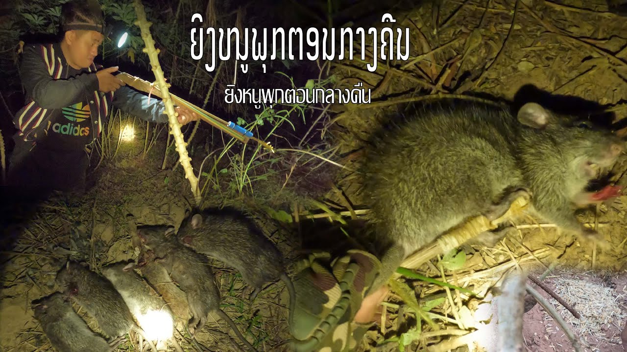ຍິງໜູພຸກຕອນກາງຄືນ-ยิงหนูพุกตอนกลางคืน-shooting rats at night - YouTube