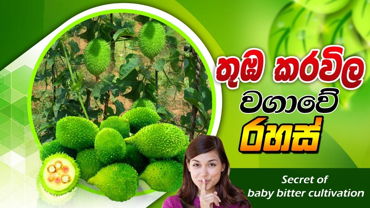 තුඹ කරවිල වගාව නිවැරදිව Baby bitter gourd, BST Saman,Edible landscaping ...