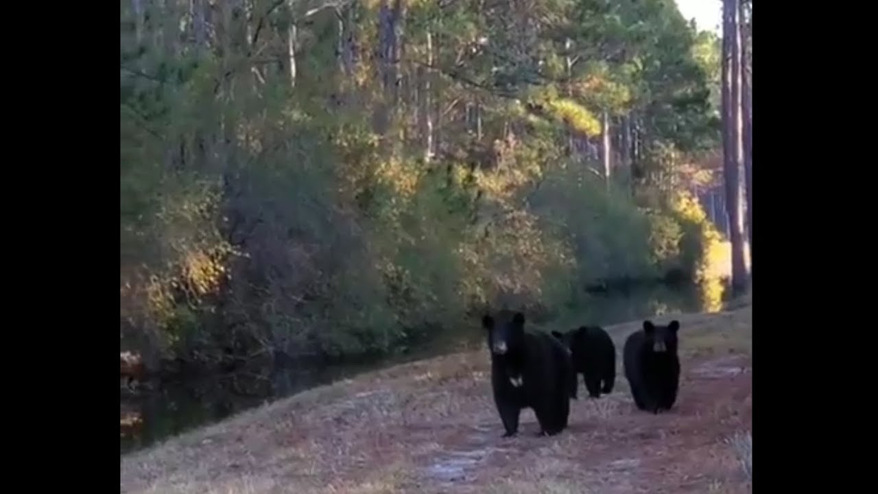 FWC approves bear management plan that includes hunting option
