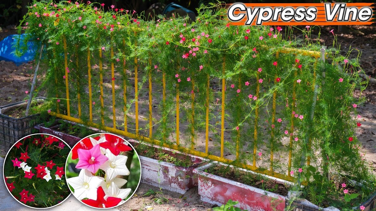 How to grow a beautiful Cypress Vine (Cardinal Climber) hedge. - YouTube
