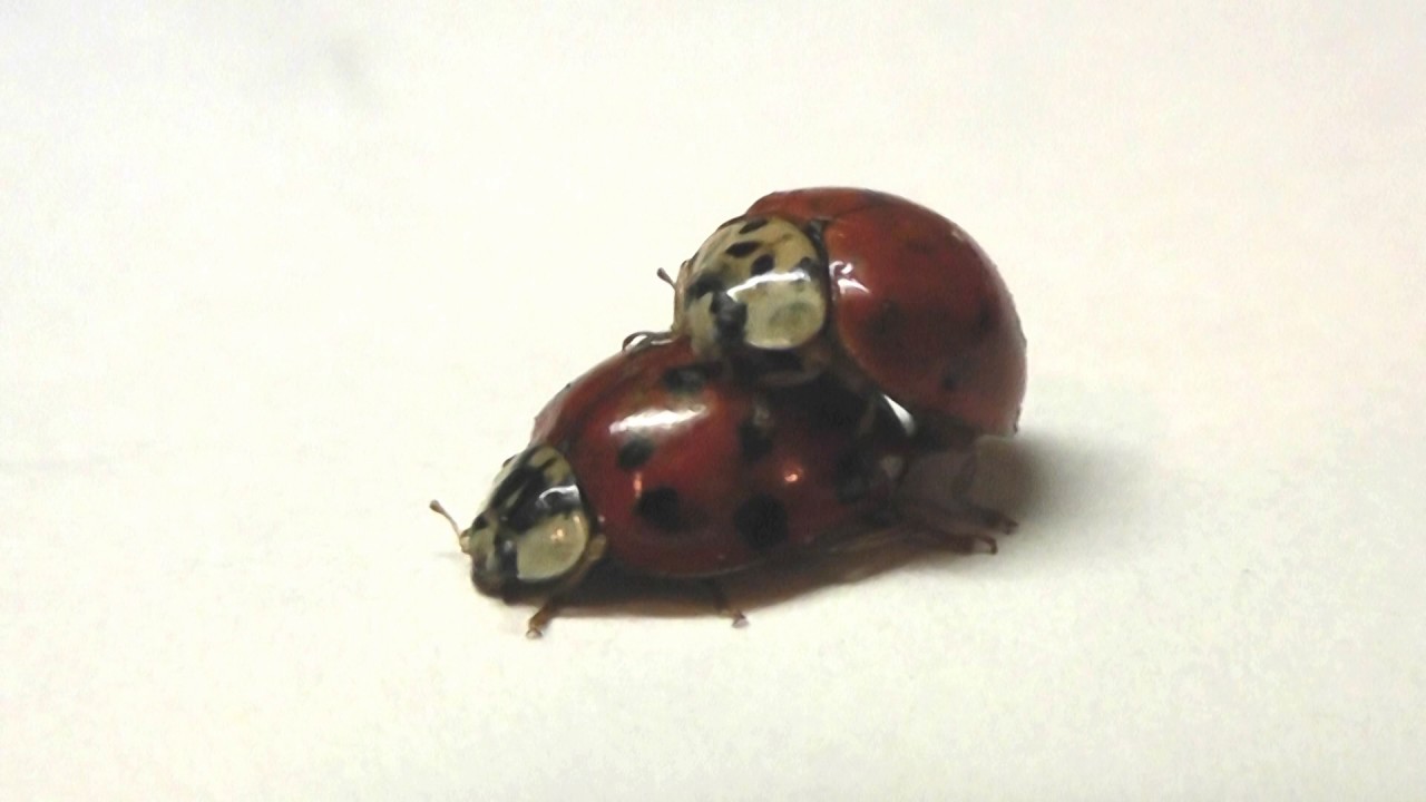 Ladybug Sex Youtube
