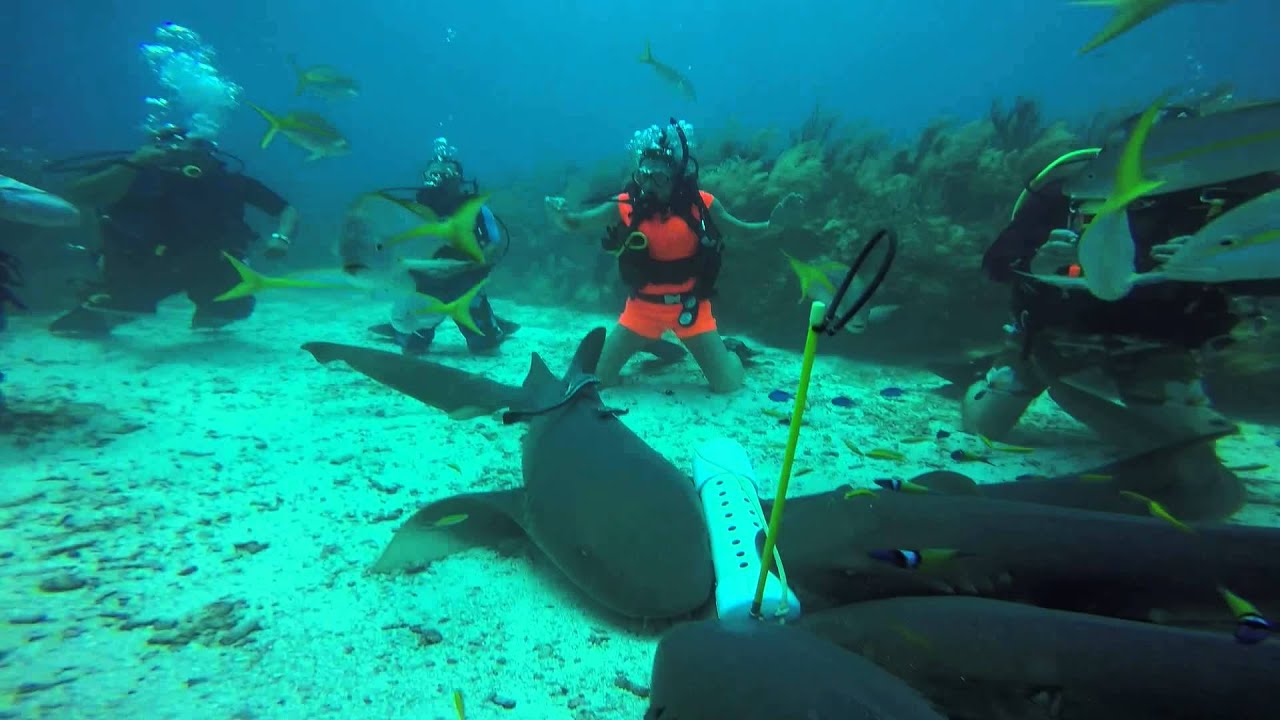 Playing with nurse sharks Belize 2015 - YouTube