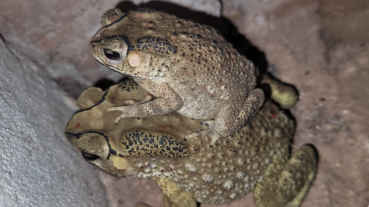 Mummy and Baby Toad - YouTube