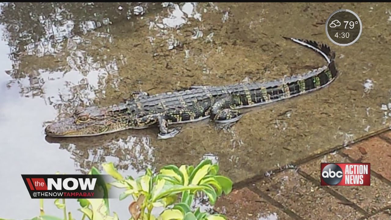 With all the rain, gators show up in unexpected places - YouTube