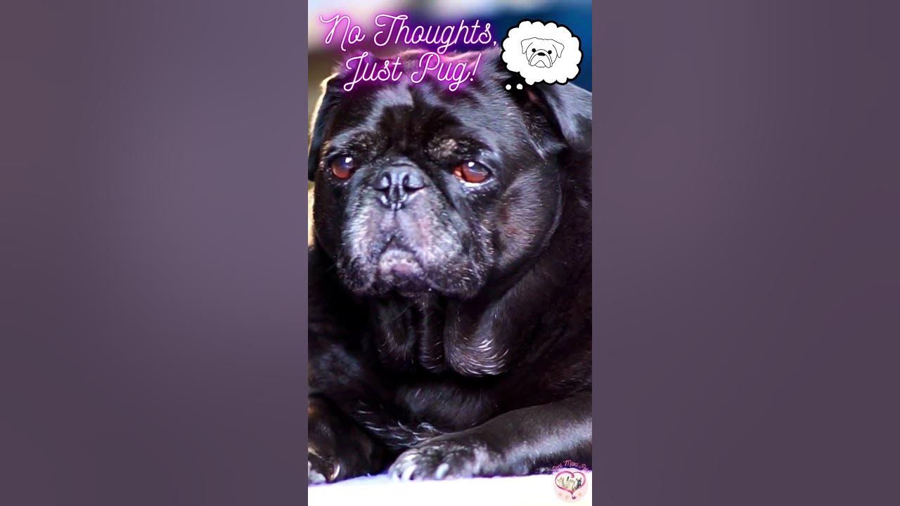 Just Pug 🐾💬 #shorts #RealMaxiPets - YouTube