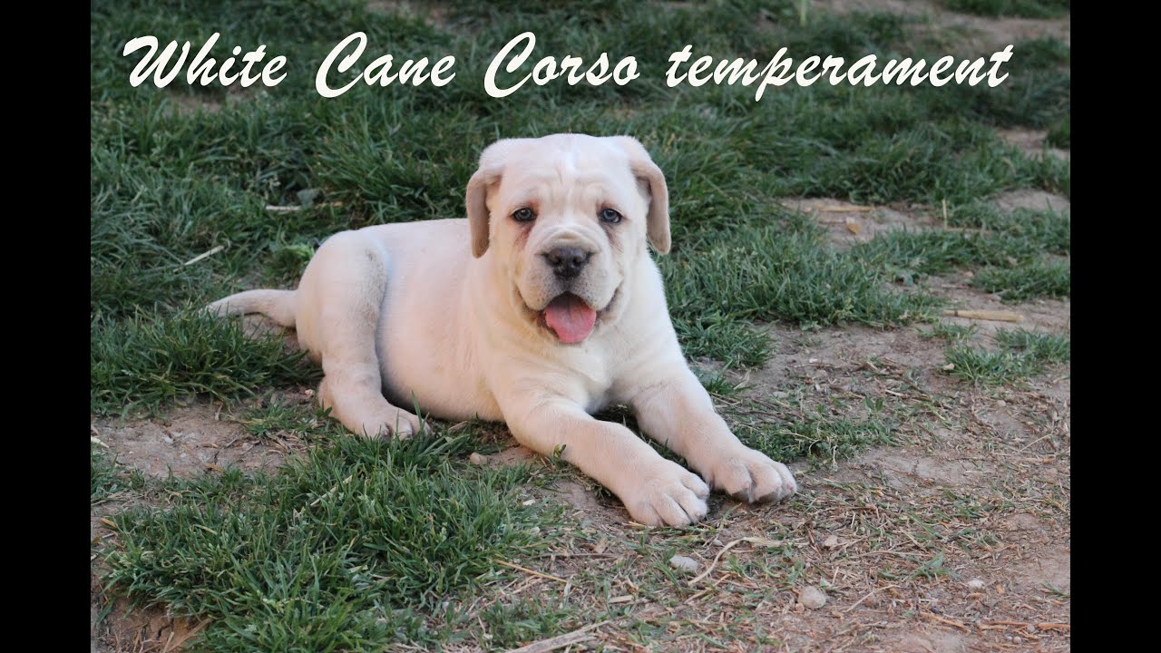 White cane corso puppy temperament - YouTube