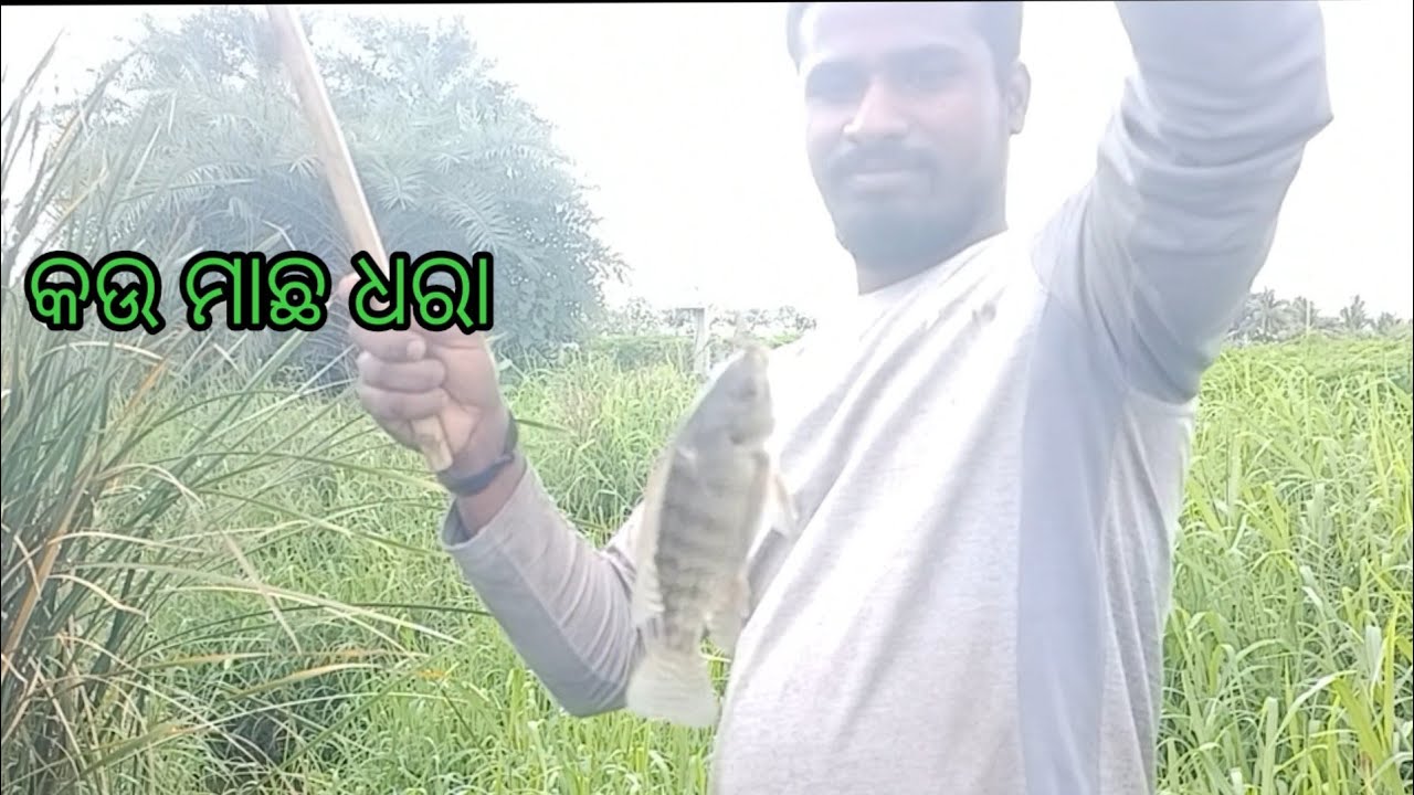 କଉ ମାଛ ଧରା // Odia villager boy catch fish ni rever // Fishing video ...