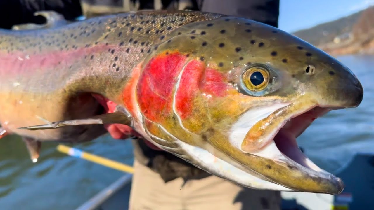 STEELHEAD Dreams Idaho. Biggest Steelhead of my life - YouTube