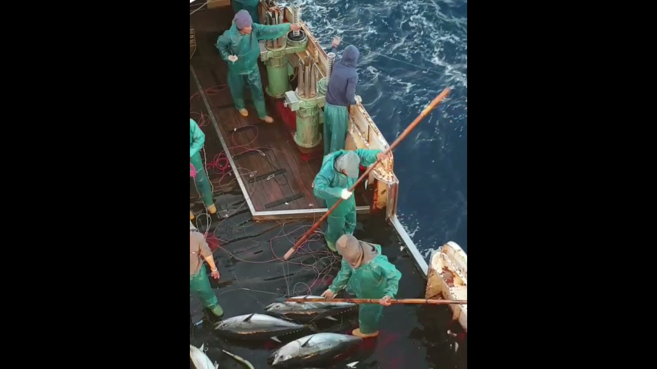 Kapal Longline Taiwan Diserang Kawanan Ikan Tuna, Dari Siang Sampai ...