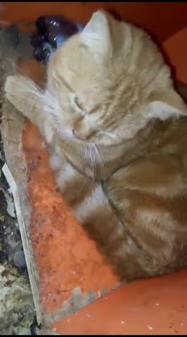 Tingkah laku kucing yang lucu - YouTube