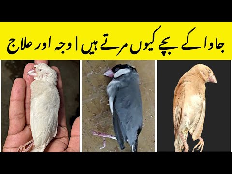 Why Java Chicks Expire | Java Chicks Death Reason and Solution | Fawn ...