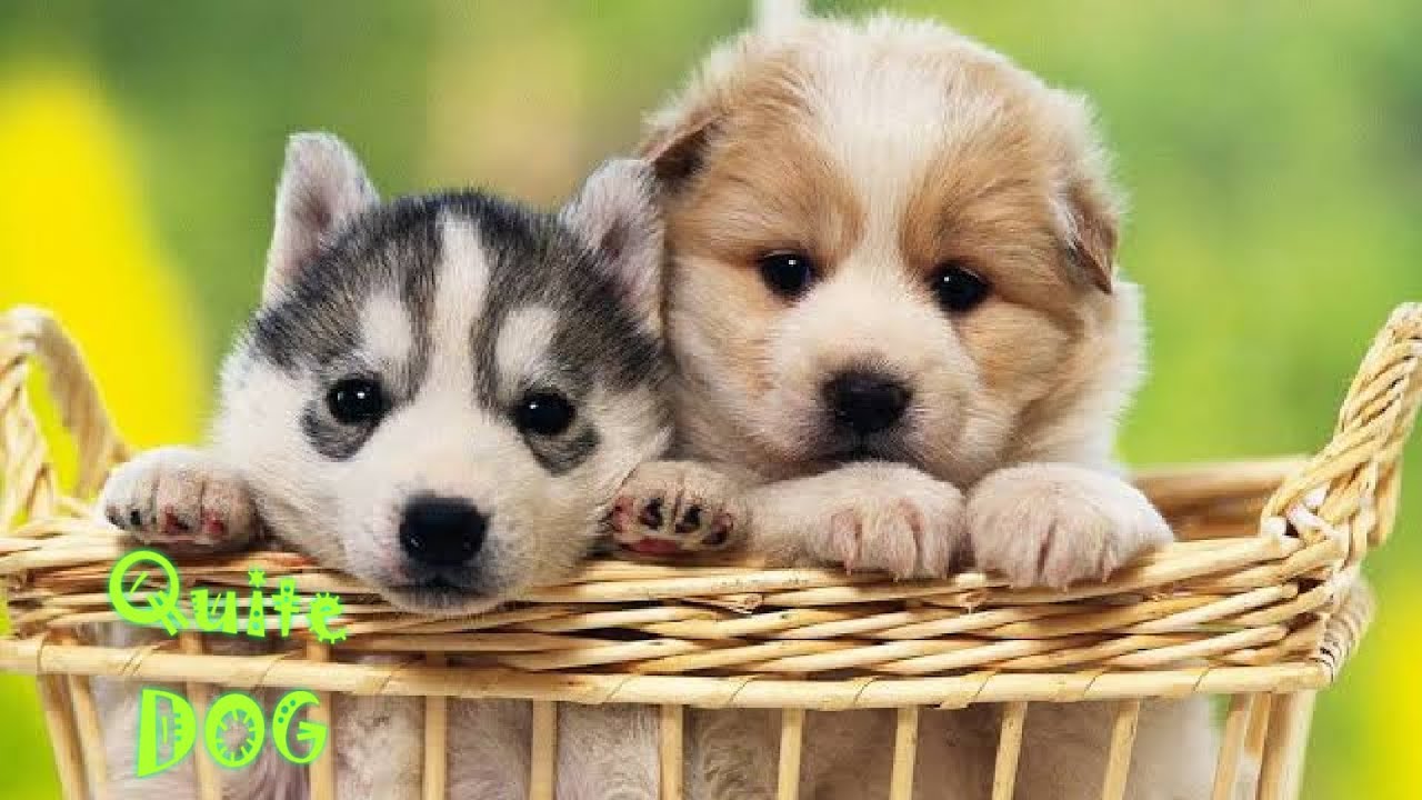 Cute Dogs// Funny Dog / Grumpy Dog. - YouTube