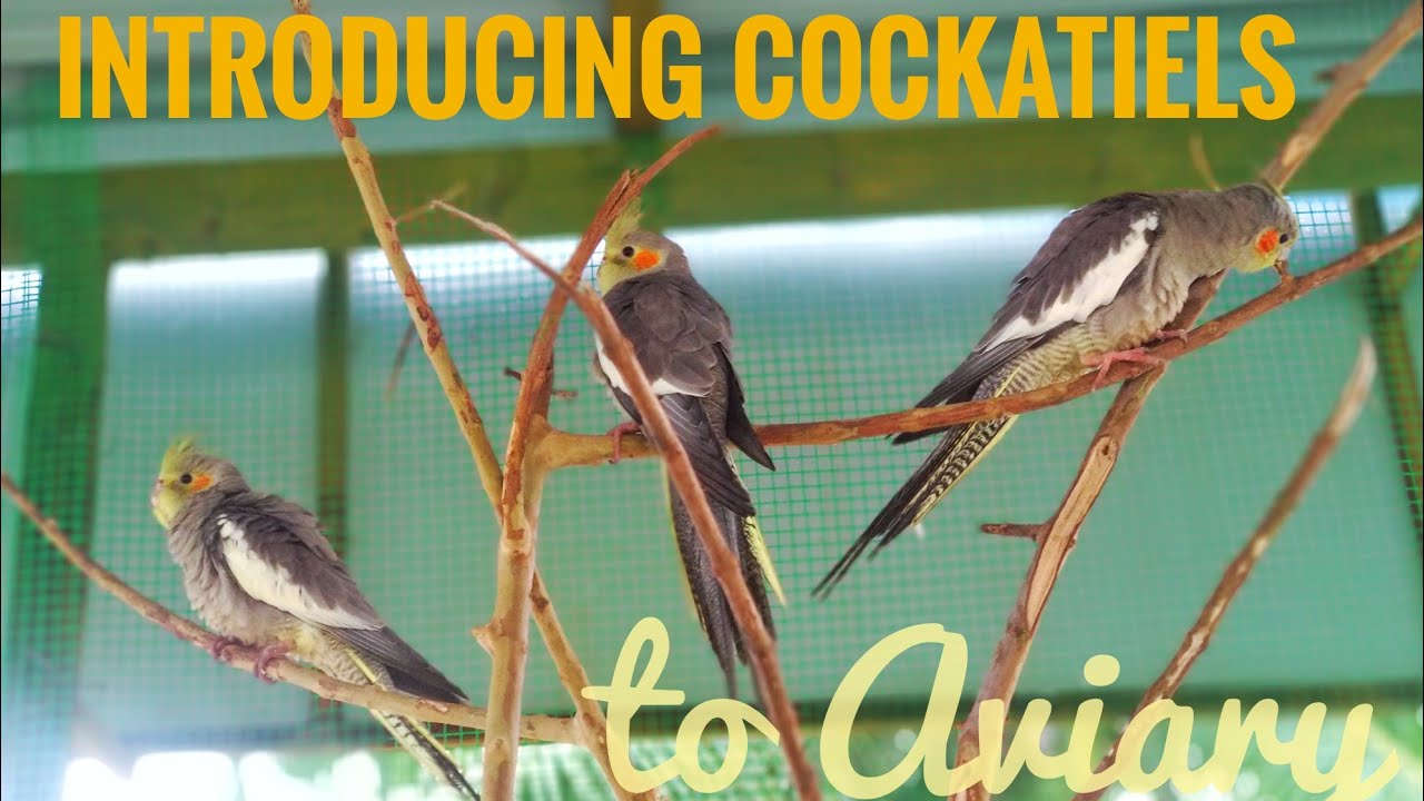 Releasing cockatiels in Aviary | Terrace Aviary| Birds Aviary - YouTube