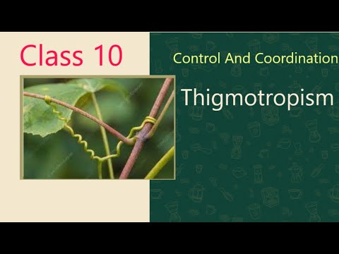 Tropisms-Thigmotropism || Control and Coordination || Class10 ...