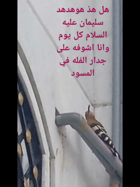 هدهد سليمان عليه السلام Youtube