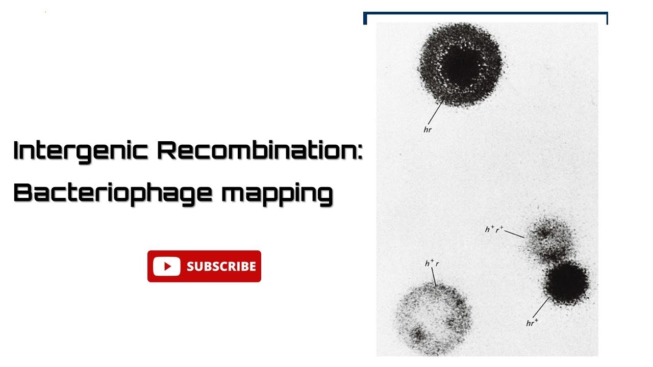 Intergenic Recombination: Bacteriophage Mapping - YouTube