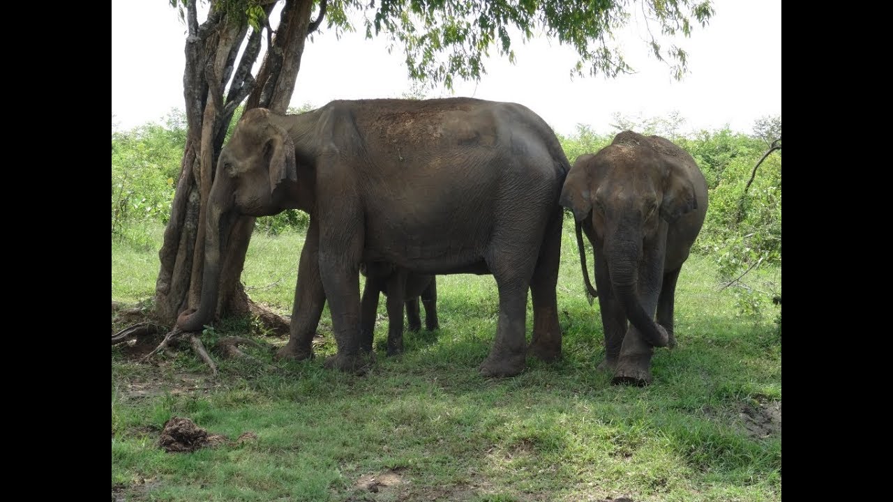 Elephant Trio / Thunpath Rena | තුන්පත් රෑන, Udawalawe National Park ...