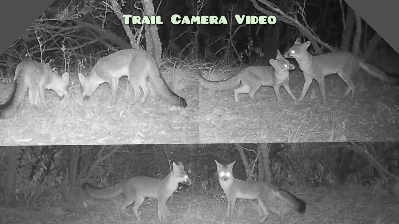Coyote~Gray Foxes~ Raccoon CamPark T100 4K Trail Cam Video Sept. 23-24 ...