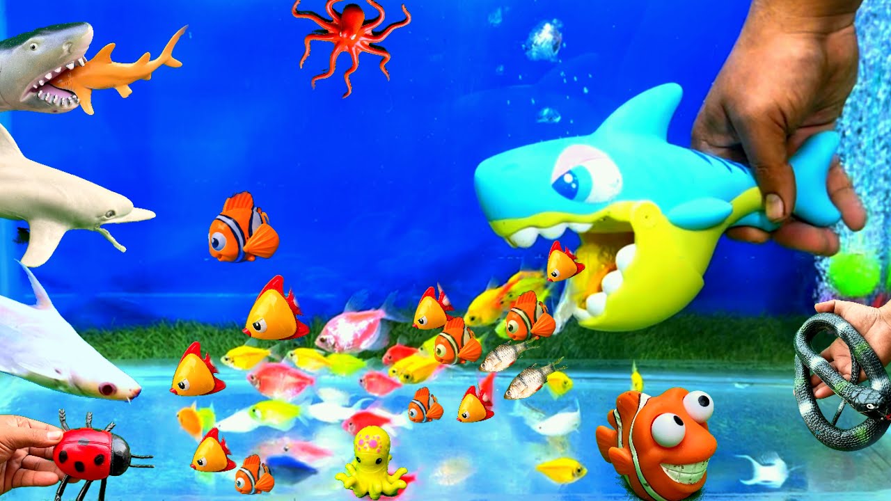 Cute Rabbit Babies | Fish Tan Video | Sea Animals | Cute Animals ...