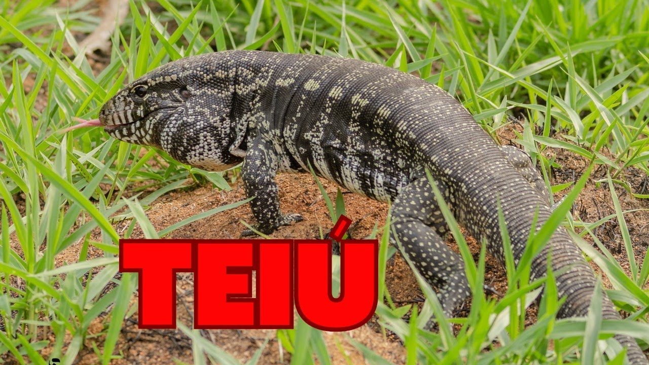 TEIÚ, NA CEVA!!! - YouTube