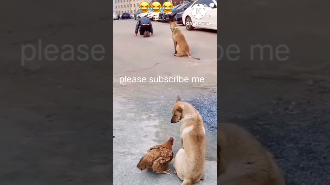 funny dog dance #dog #reel #dogs funny - YouTube