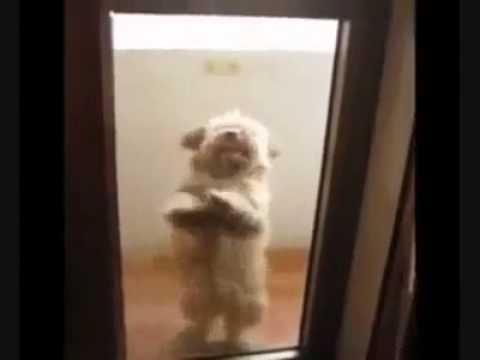 Salsa dansende hund! - YouTube