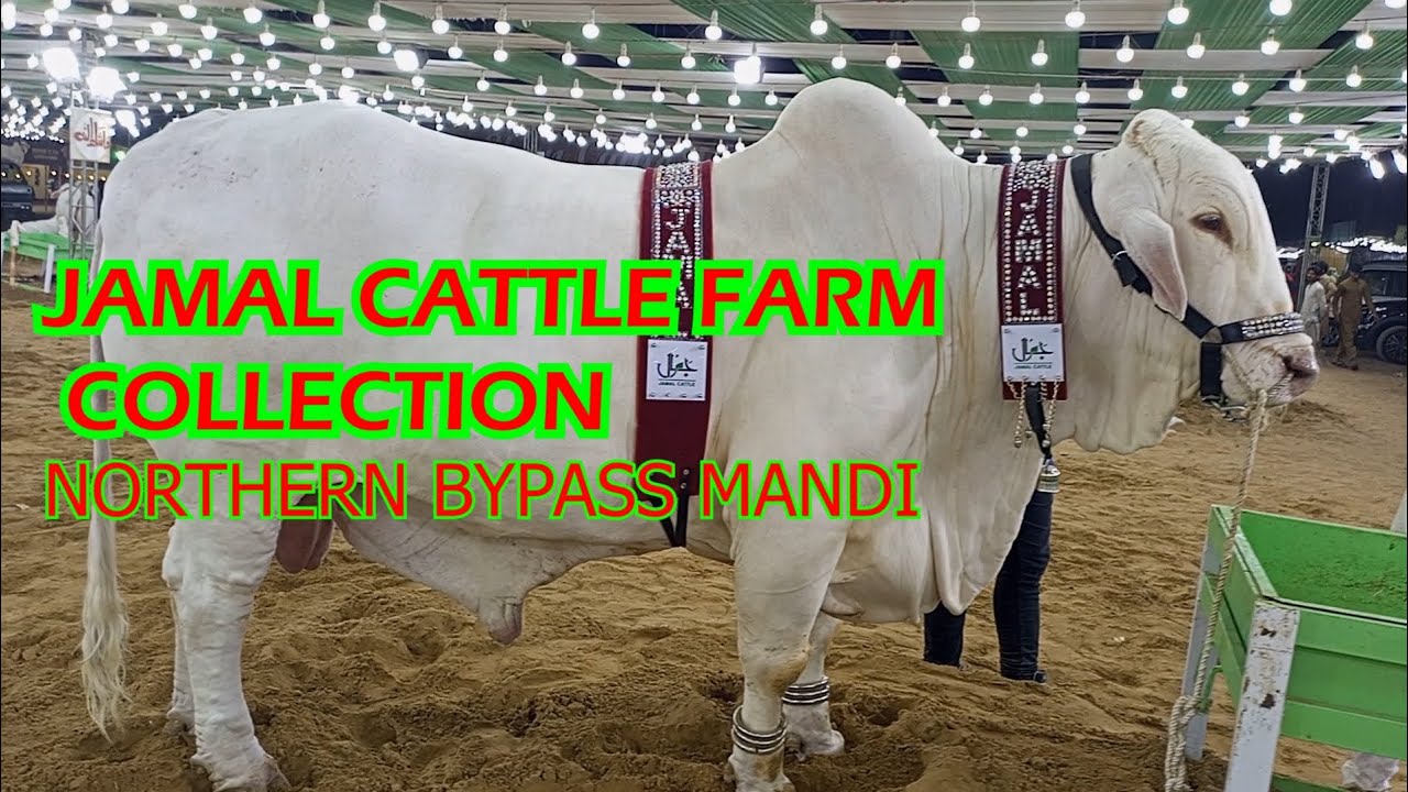 Giants of Jamal Cattle Farm - Northern Bypass Mandi - Cattle collection ...