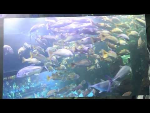 Diving at Seaworld Indonesia