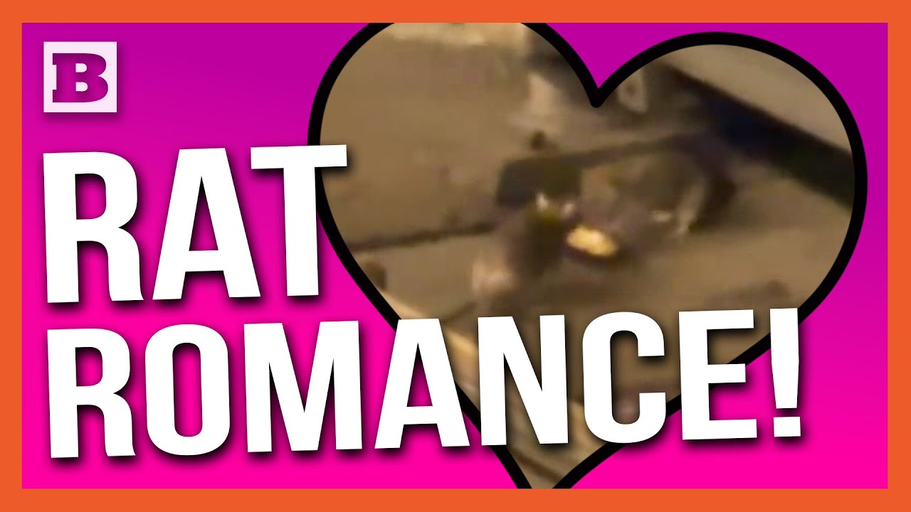 RAT ROMANCE! NYC Rodent Seen Bringing Donut Over to His Lady Friend ...