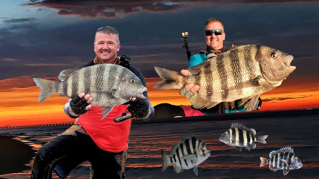 Catching My Personal Biggest Sheepshead X2 AKA Convict Fish AKA Bridge ...