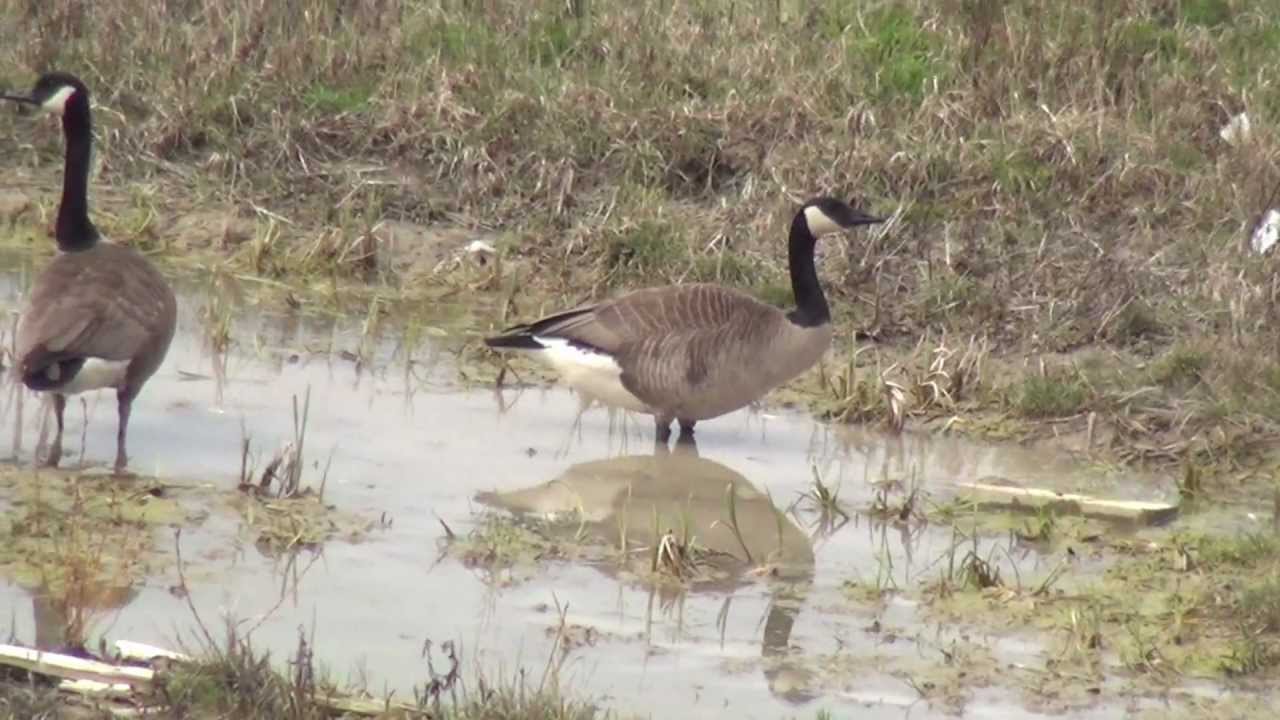 Goose.poop - YouTube