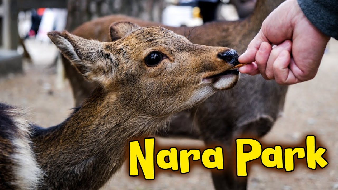 📍 Japan's Famous Deer of Nara Park - YouTube