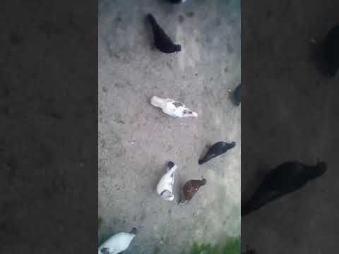 Elcin ucarli teze silyan